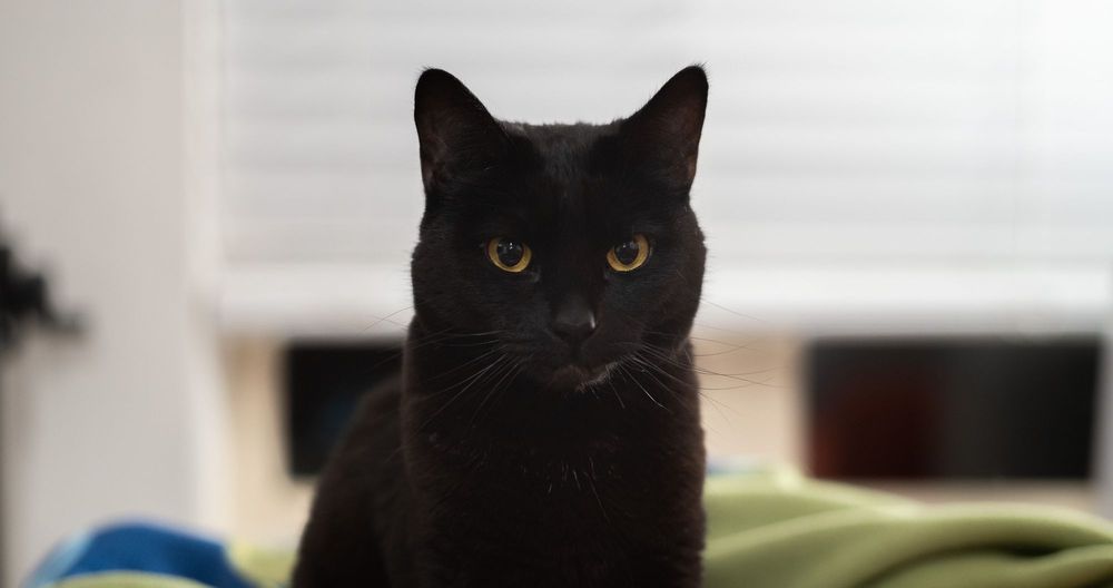 Mamiya ZD: A True Medium Format DSLR (Reviewed)